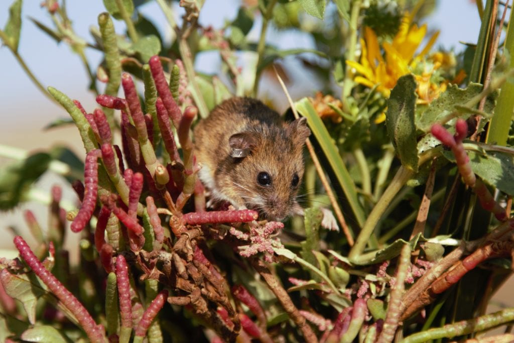 Night Lizard Brewing Company | marsh mouse